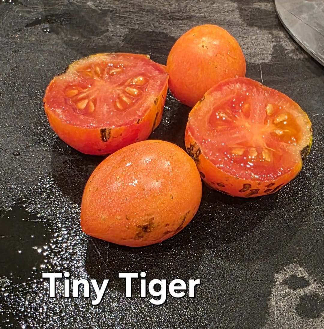 Tiny Tiger Micro Dwarf Tomato (10 Seeds) Striped Mini Marvel! - Etsy