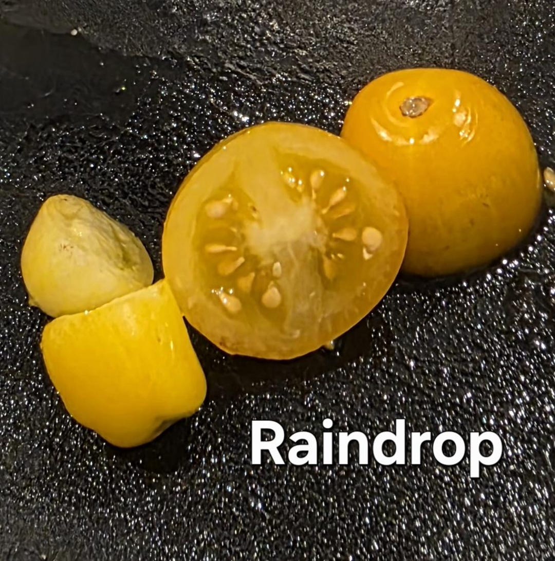 Raindrop Micro Dwarf Tomato (15+seeds) Tiny, Sweet, and Juicy! - Etsy