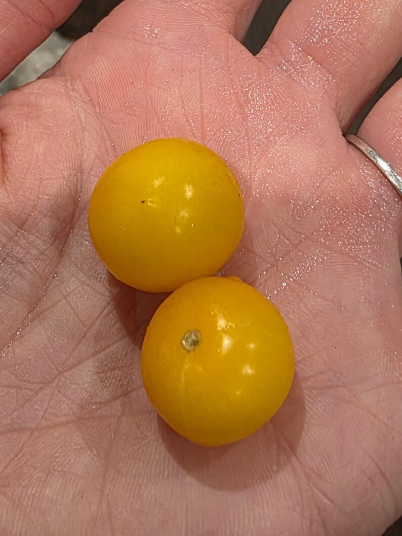 Aztek Gold Micro Dwarf Tomato (15+ Seeds) Sunny Mini Cherries on a ...