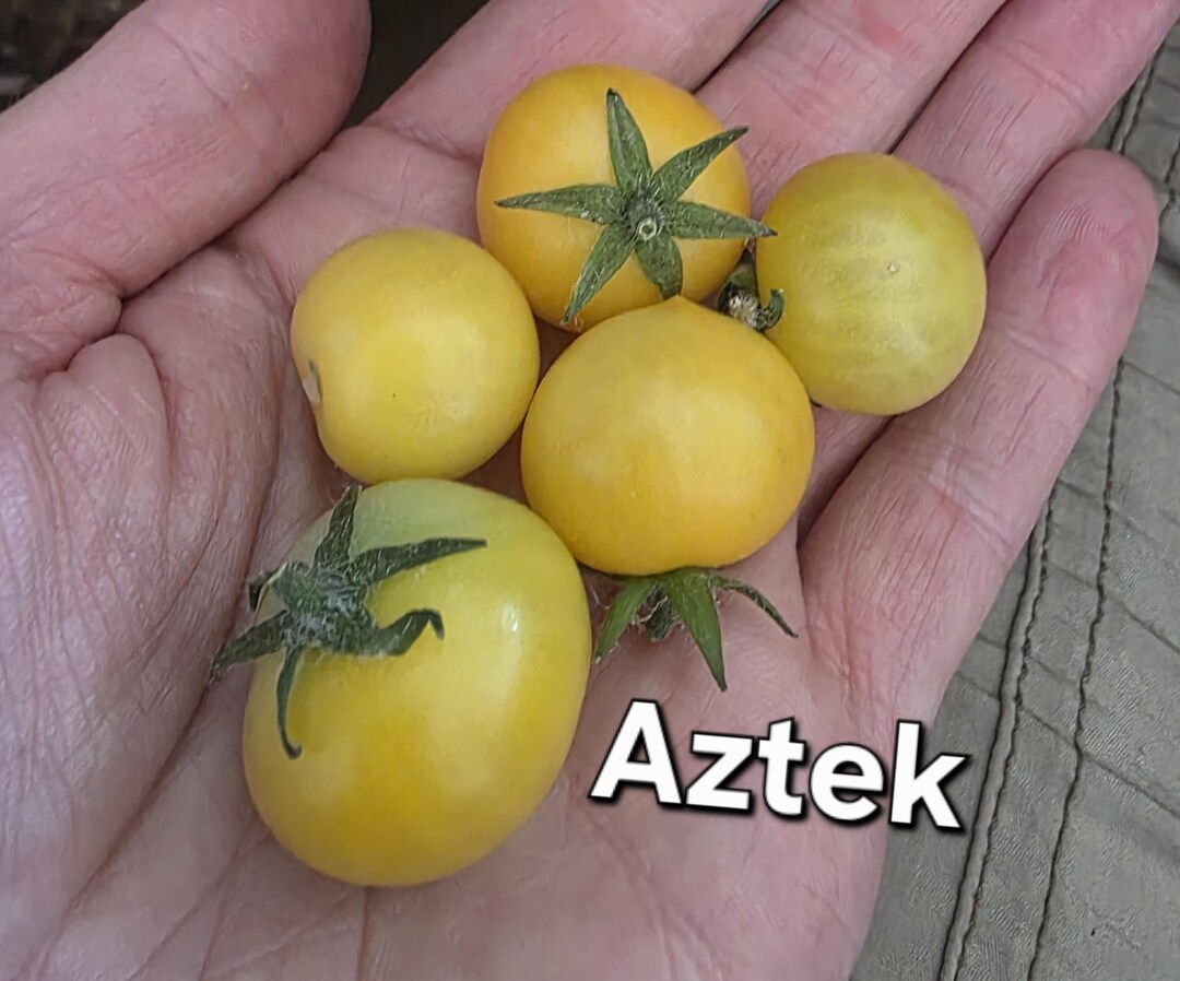 Aztek Yellow Micro Dwarf Tomato (15+ Seeds) Golden Micro Gems With ...