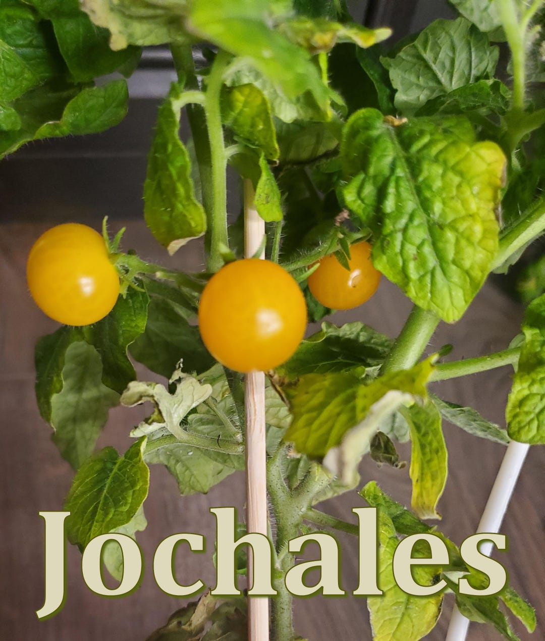 Jochalos Micro Dwarf Tomato (15+ Seeds) Micro-sized Plants With Bright ...
