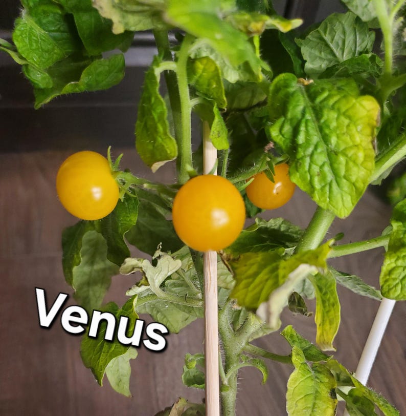 Venus Micro Dwarf Tomato, Yellow (15+ Seeds) Golden Micro Cherries With ...