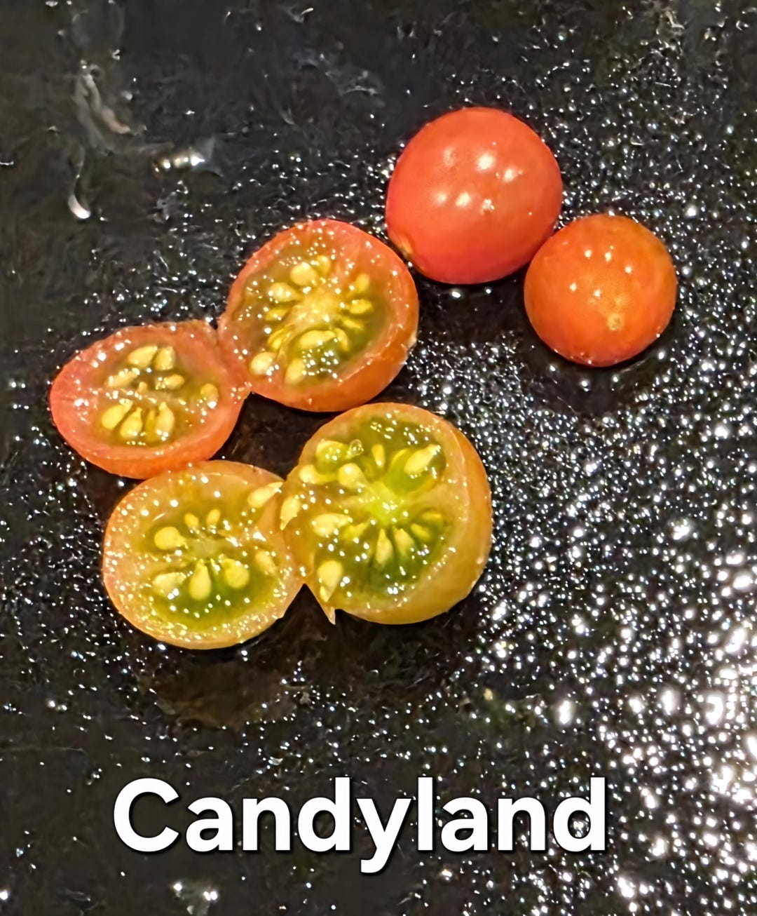 Candyland Red Micro Dwarf Tomato Seeds (15+) - Etsy