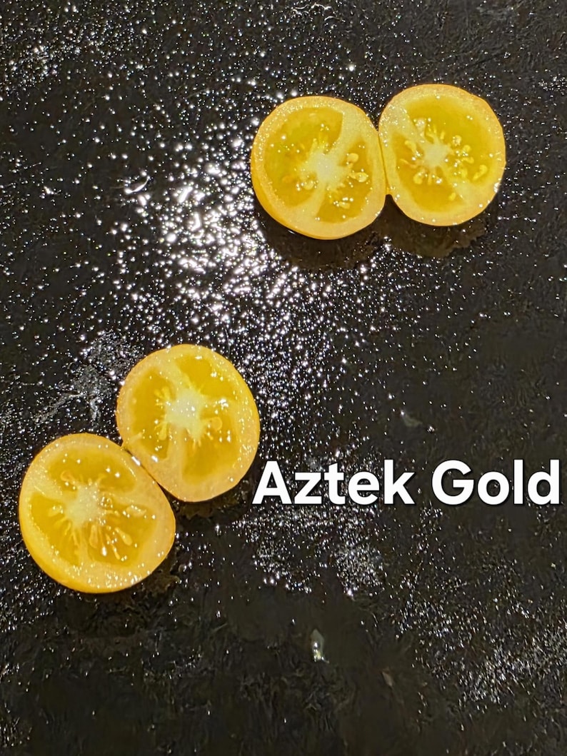 Aztek Gold Micro Dwarf Tomato (15+ Seeds) Sunny Mini Cherries on a ...