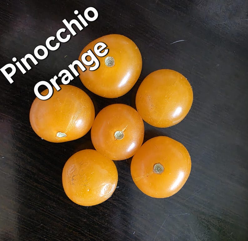 Pinocchio Orange Micro Dwarf Tomato (15+ Seeds) Charming Orange ...