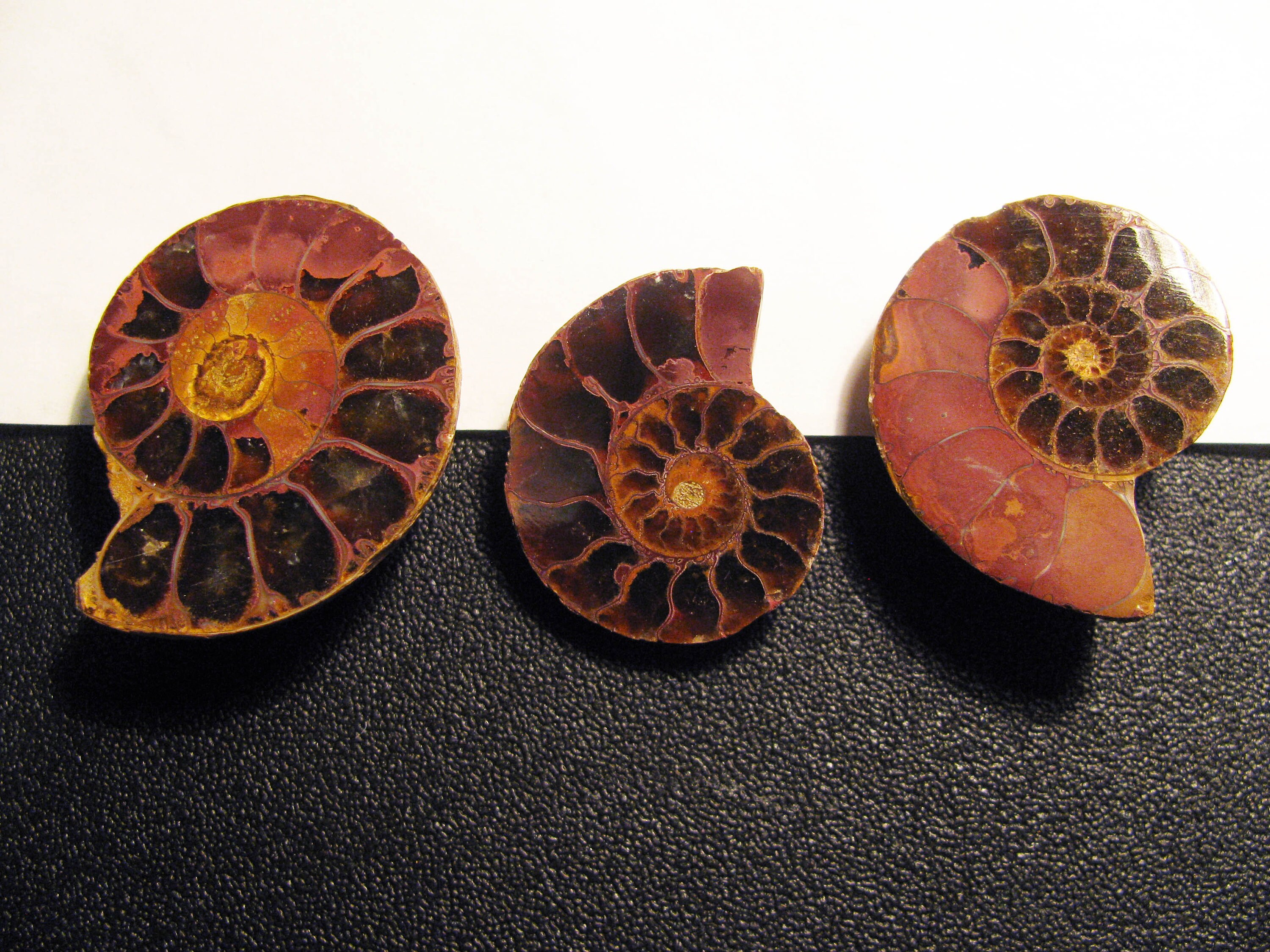 Rocks & Geodes fossil nautilus fossil ammonite fossil cephalopod fossil ...