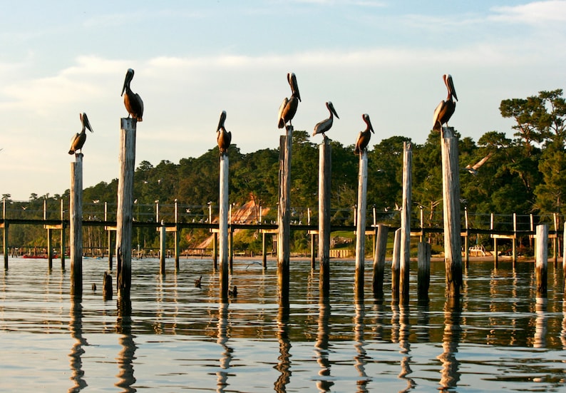 Pelicans in Mobile Bay Near Fairhope, Montrose, and Daphne, Alabama - Etsy