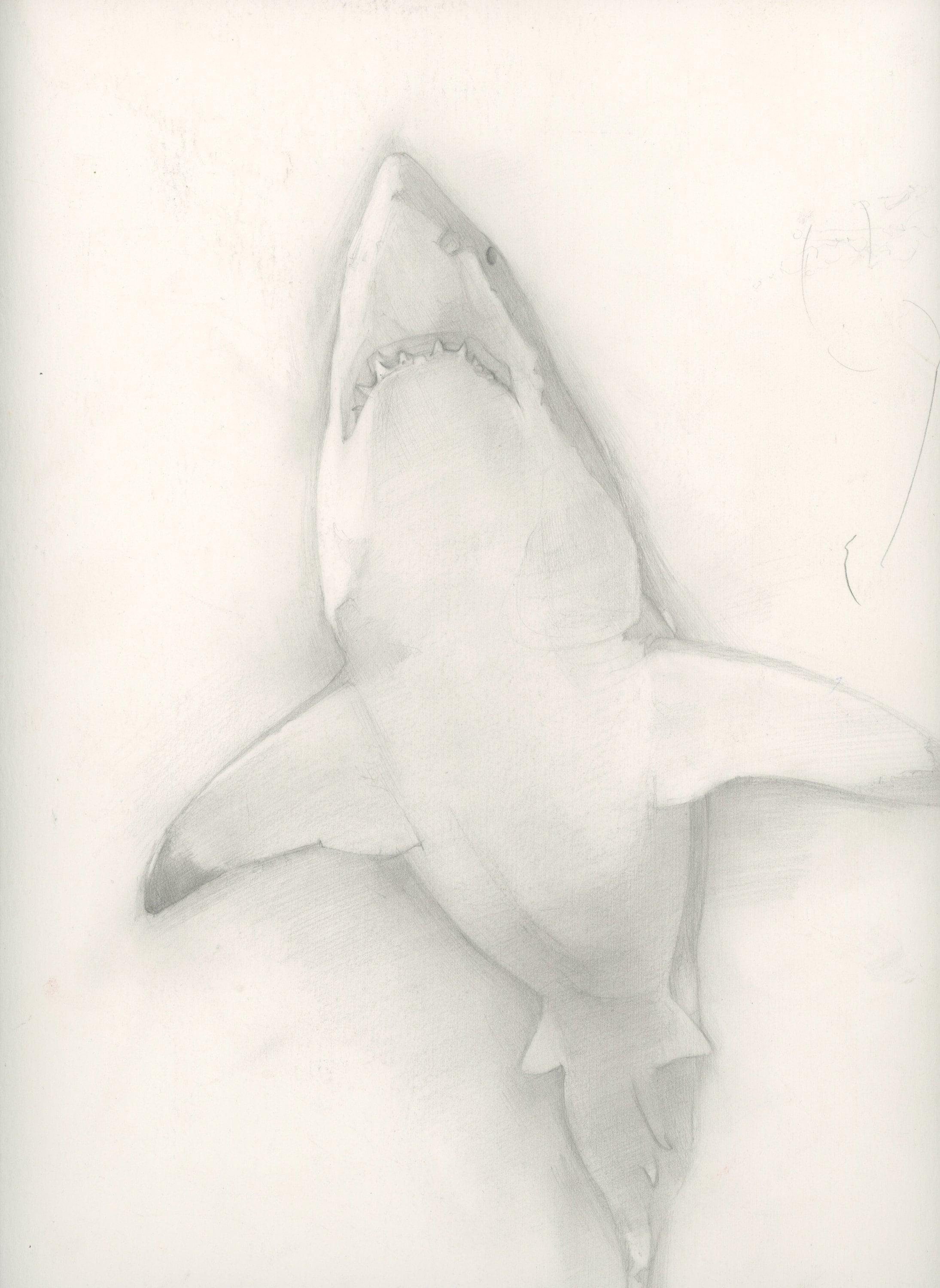 Great White Shark Drawings Step Step