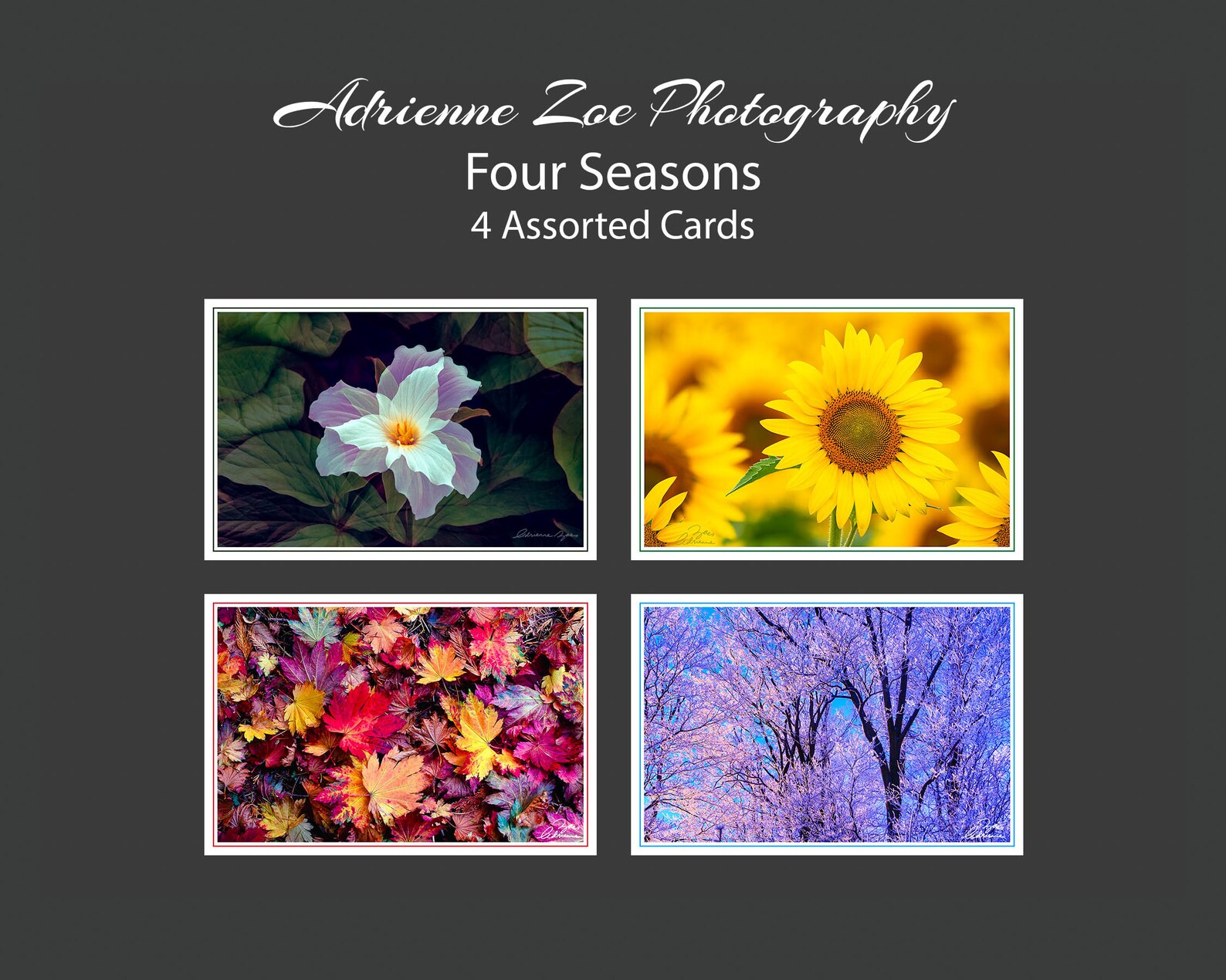 Four Seasons Card Set 4 Assorted Blank Nature Photo Cards | Etsy