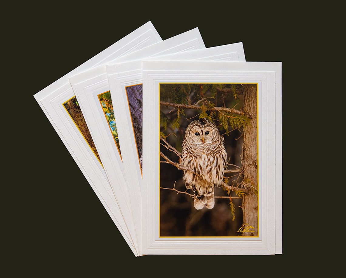 Owl Card Set, 4 Assorted Owl Photo Cards, Wildlife Variety Card, Small ...