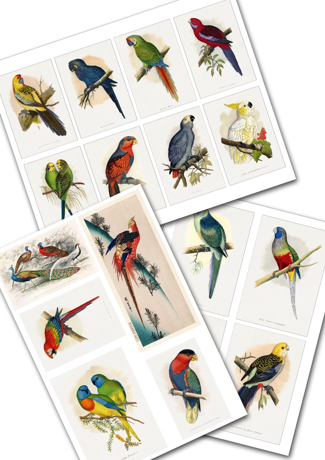 Vintage Bird Ephemera Printable Digital Junk Journal Scrapbooking ...