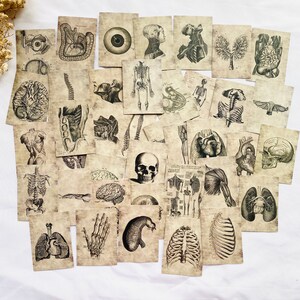 Vintage Medical Nursing Health Anatomy Human Body Ephemera Anatomy ...