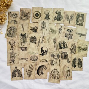 Vintage Medical Nursing Health Anatomy Human Body Ephemera Anatomy ...