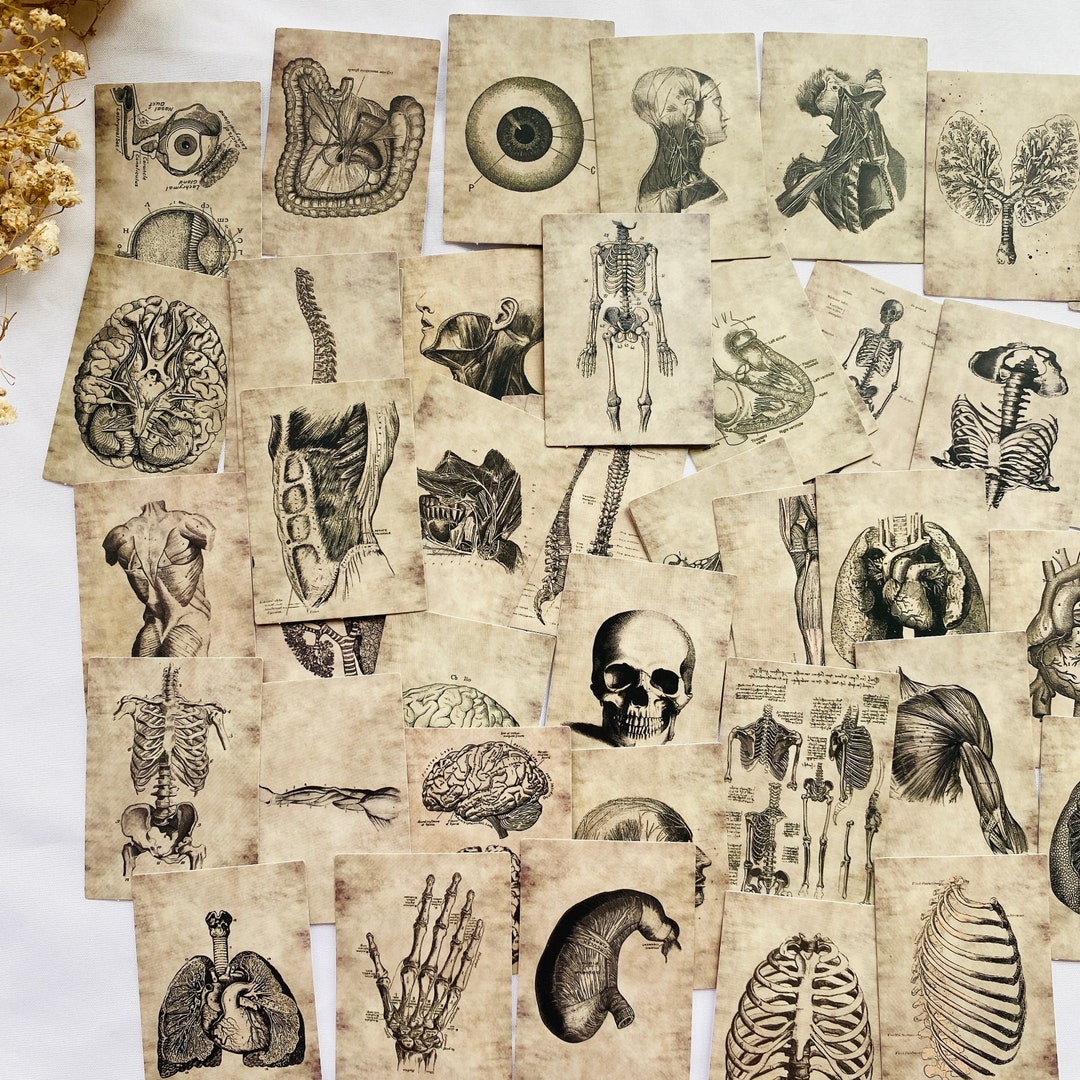 Vintage Medical Nursing Health Anatomy Human Body Ephemera Anatomy ...