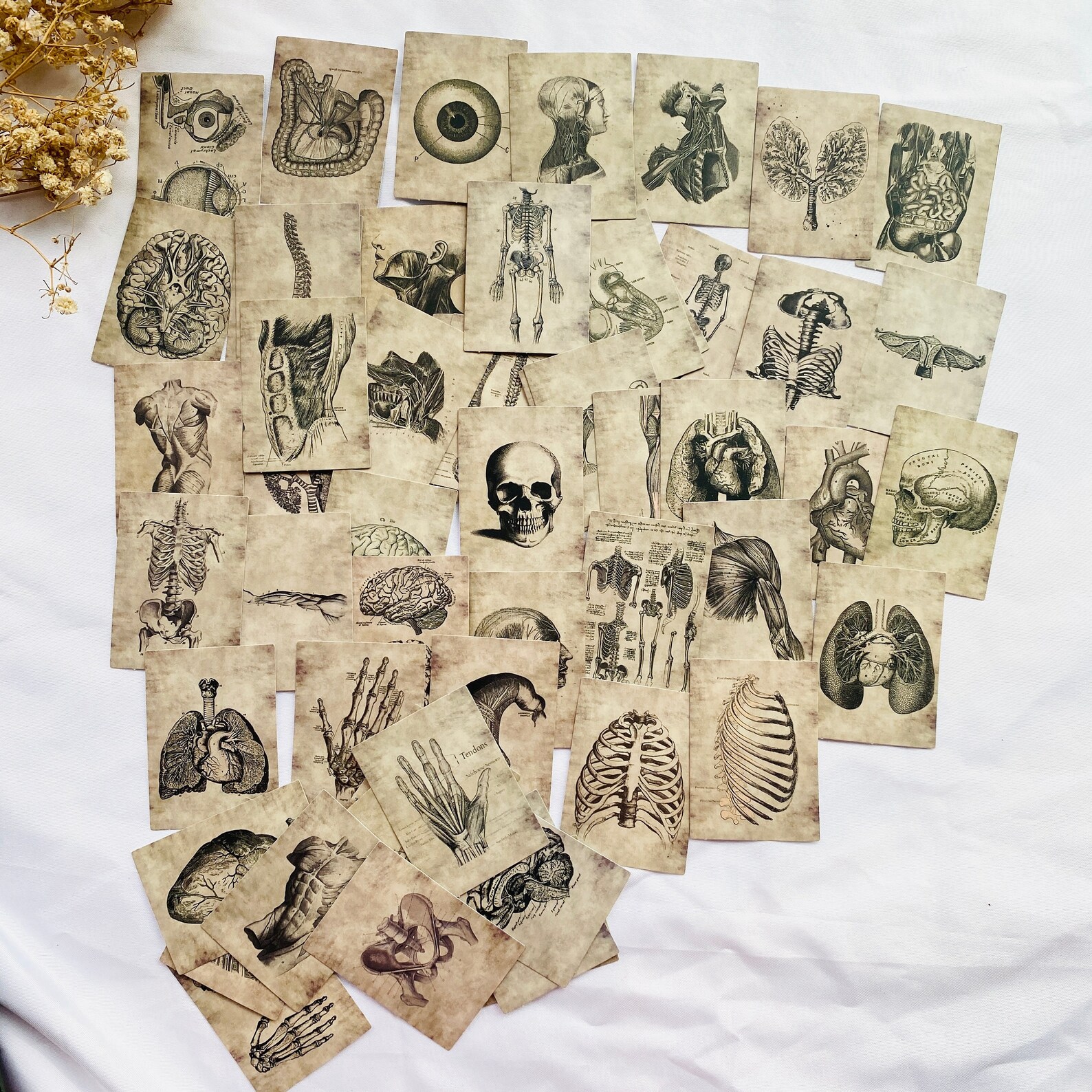 Vintage Medical Nursing Health Anatomy Human Body Ephemera Anatomy ...