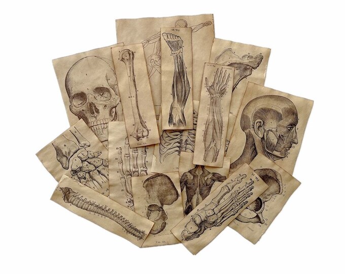 Vintage Medical Nursing Health Anatomy Human Body Ephemera Junk ...