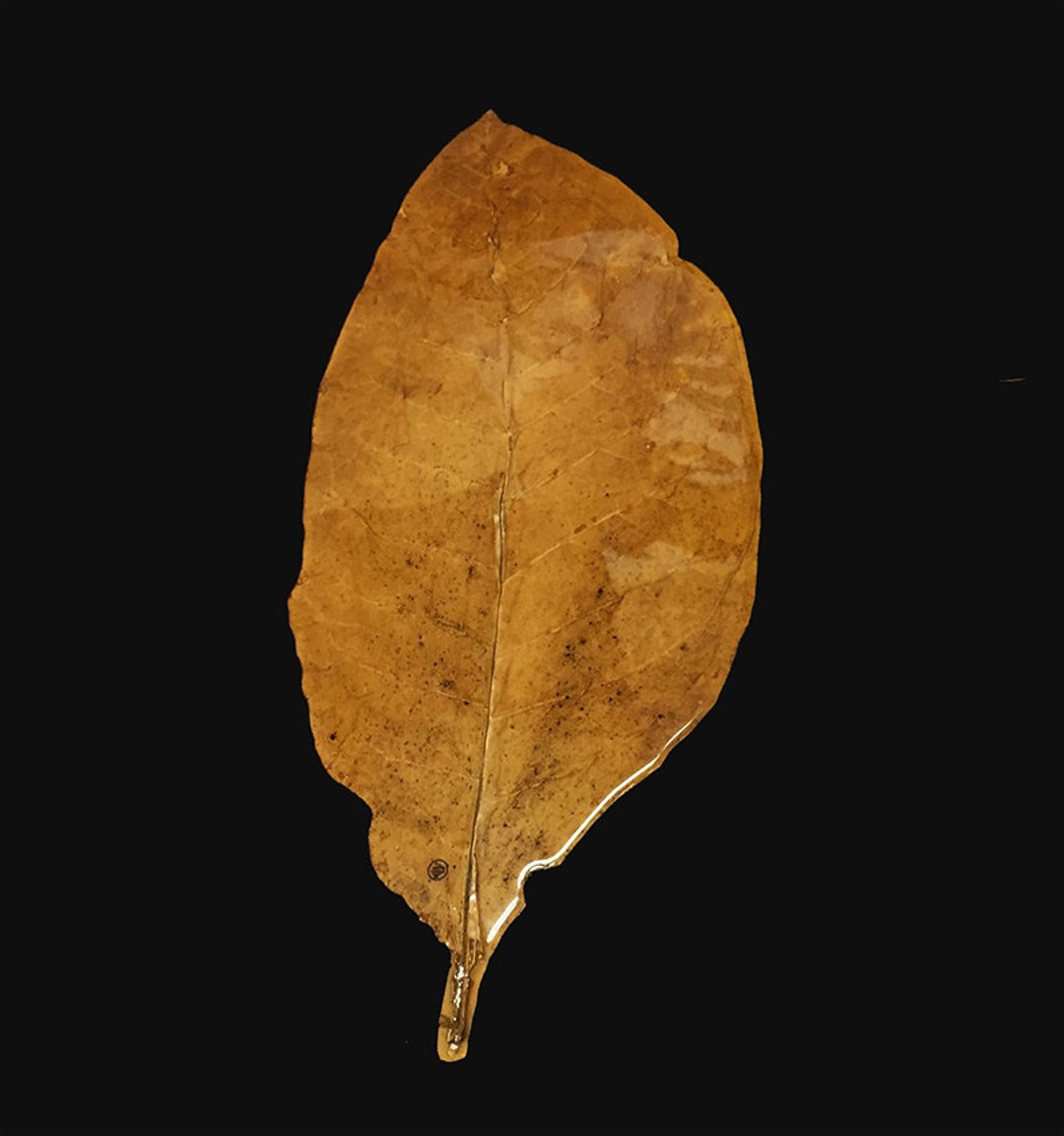 Tobacco Leaf Decor (burley) - Etsy