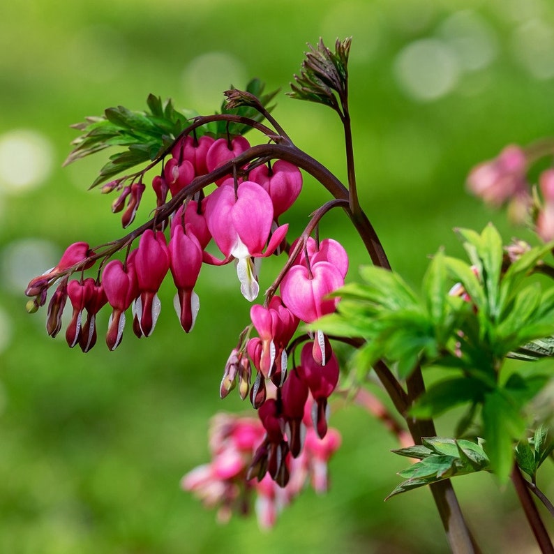Pink Bleeding Heart Dicentra Spectabilis 1 | Etsy