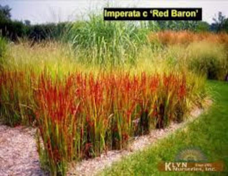 Imperata Cylindrica Red Baron Japanese Blood Grass Cogon Grass | Etsy