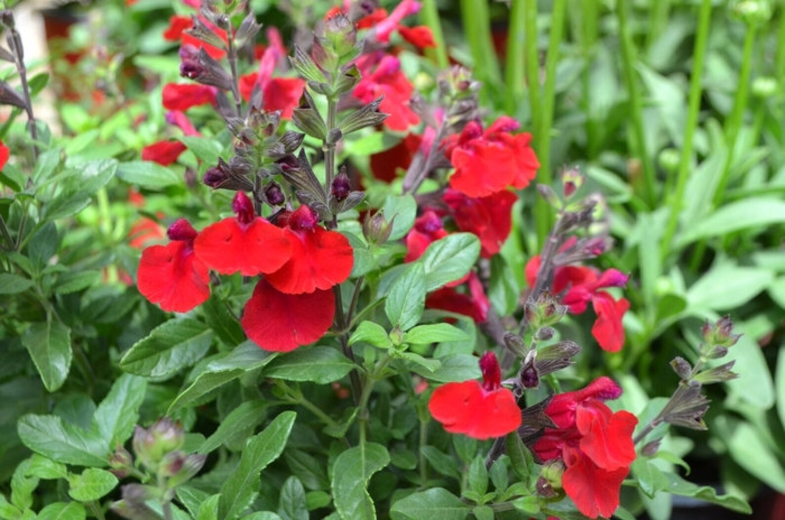 Salvia Greggii Mirage Cherry Red / Full Sun Plant / 4 - Etsy UK