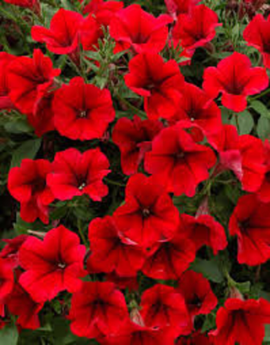 Surfinia Deep Red Petunia Proven Winner Quart Size Pot | Etsy