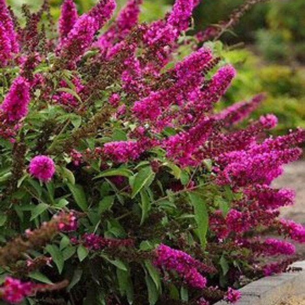 Butterfly Bush - Etsy