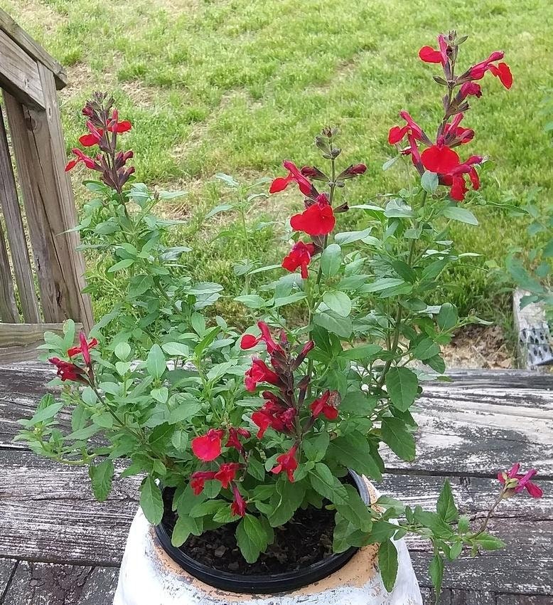 Salvia Greggii Mirage Cherry Red / Full Sun Plant / 4 - Etsy UK