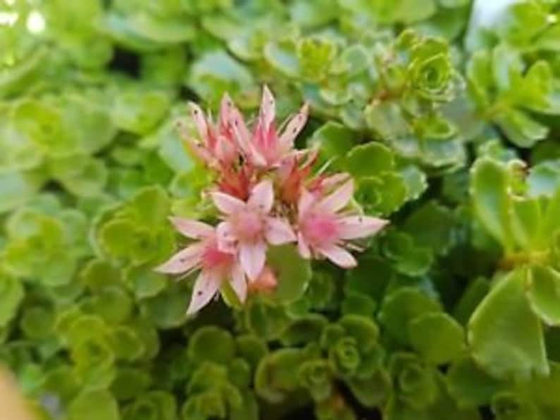 Sedum Spurium John Creech 4 Inch Pot Ground Cover Perennial Etsy