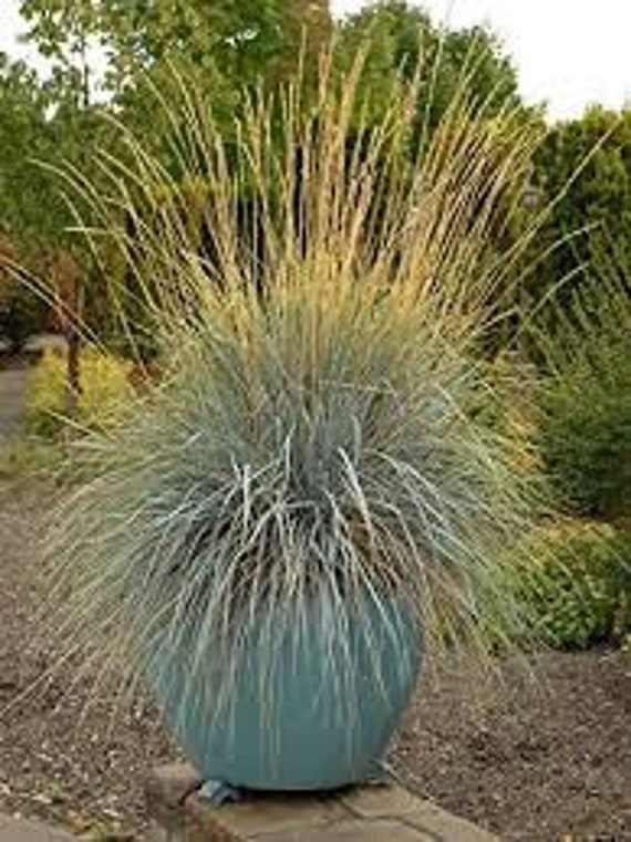 Blue Oat Grass Sapphire