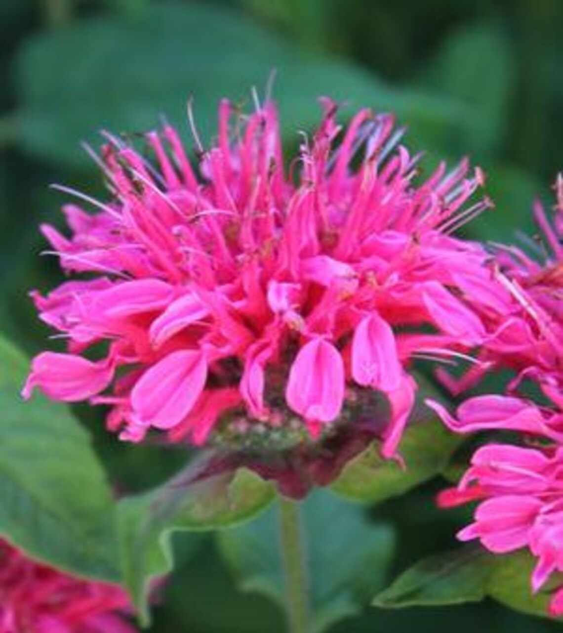 Pink Lace Bee Balm Monarda Pink Flowers Dwarf bee Balm Bee | Etsy