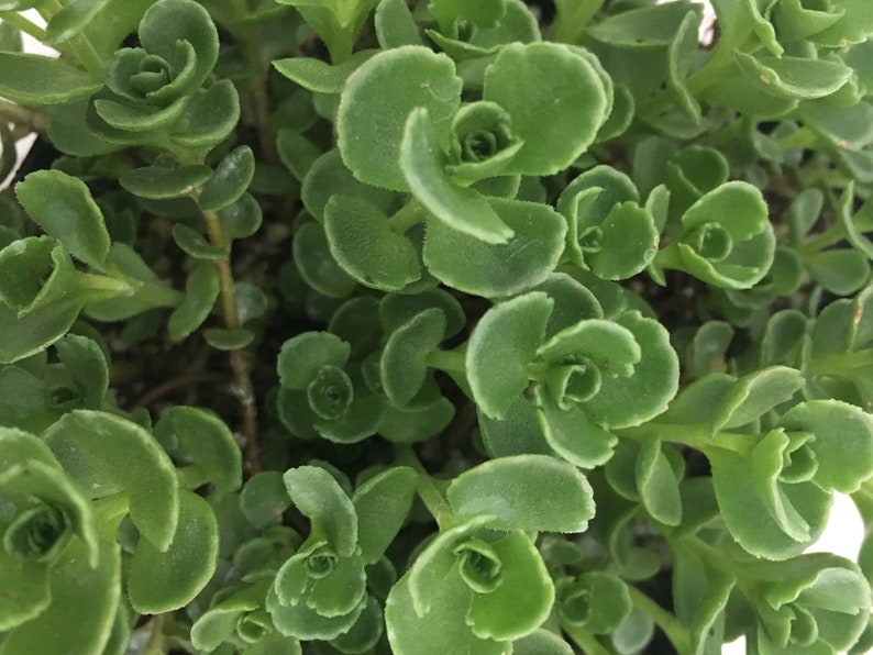 Sedum Spurium John Creech 4 Inch Pot Ground Cover Perennial Etsy