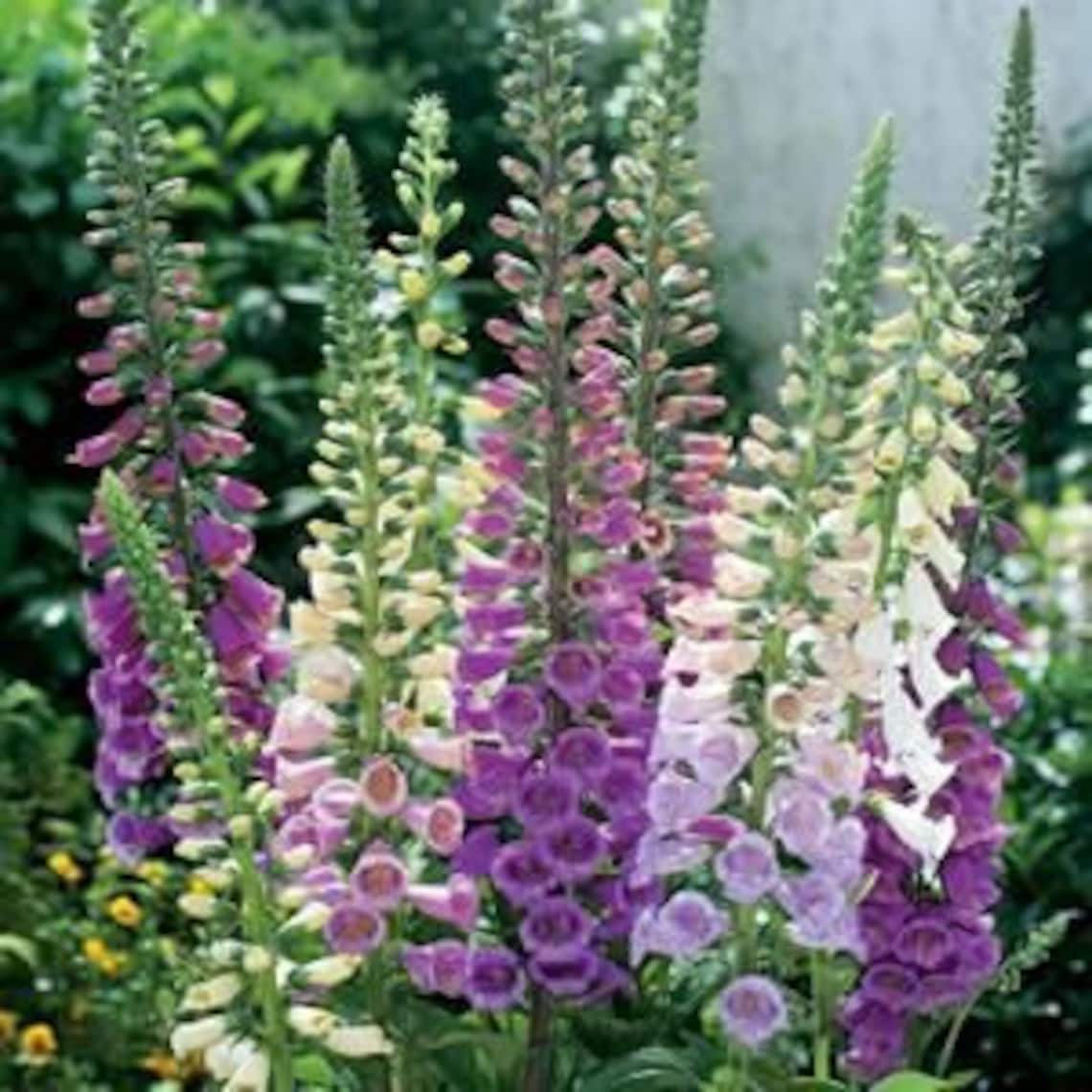 Digitalis Camelot Mix Common Foxglove Vibrant Mix de couleurs | Etsy