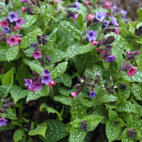 Pulmonaria Plant - Etsy