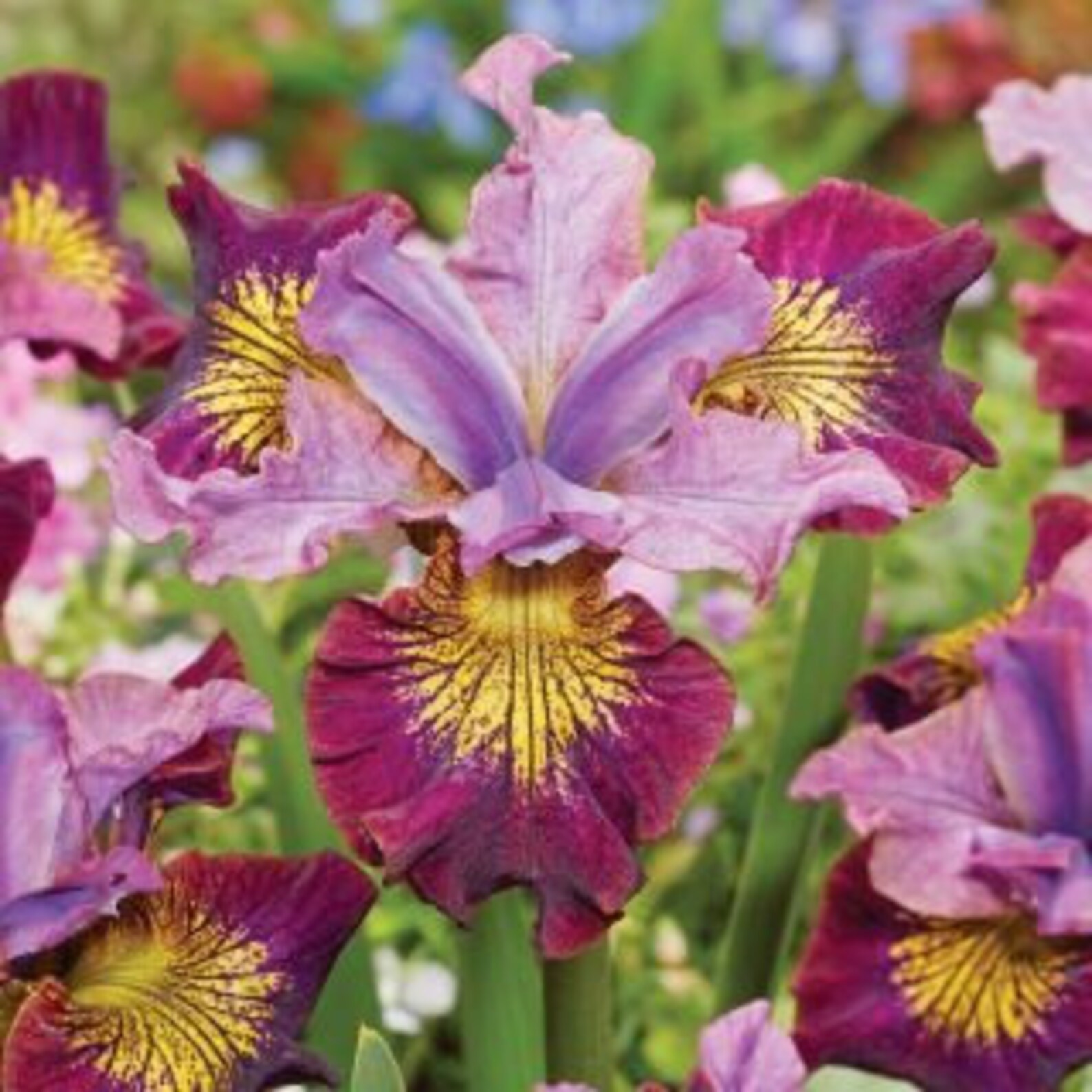 Siberian Iris Miss Apple Gallon Pot Perennial Iris Gorgeous - Etsy UK