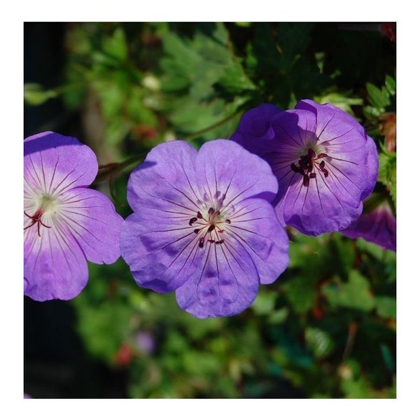 Hardy Geranium - Etsy