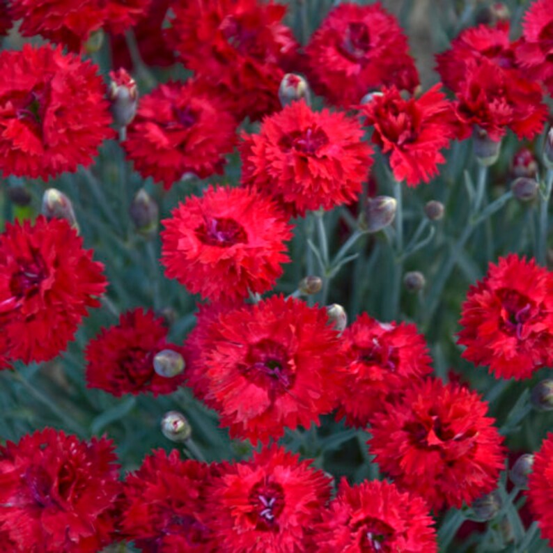 Proven Winners Dianthus / Fruit Punch Maraschino Dianthus / - Etsy