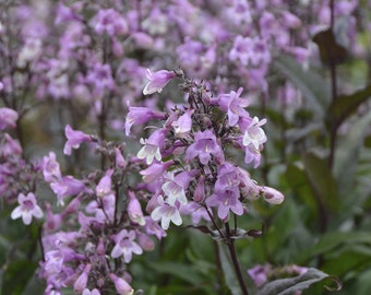 Midnight Masquerade Penstemon - Etsy