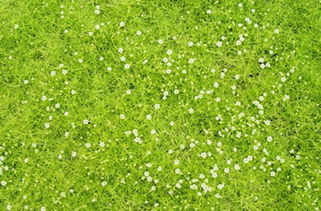 Steppable Ground Cover