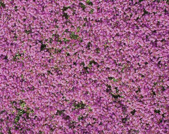 Tomillo Rastrero Rojo / Perenne / Planta para sol o sombra / - Etsy España