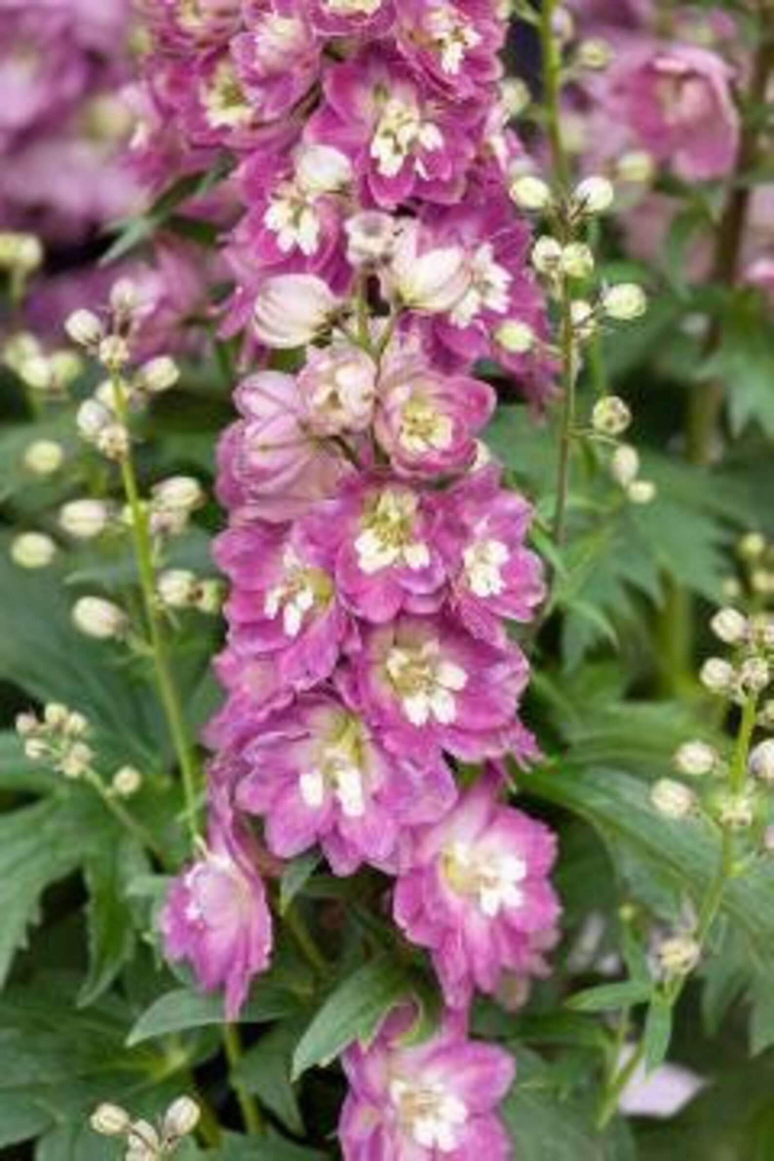 Delphinium Delphina Rose White Bee Larkspur Perennial Rose and | Etsy