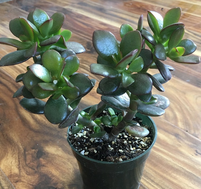 Baby Jade Crassula Ovata Arborescens Part Sun Succulents - Etsy Australia