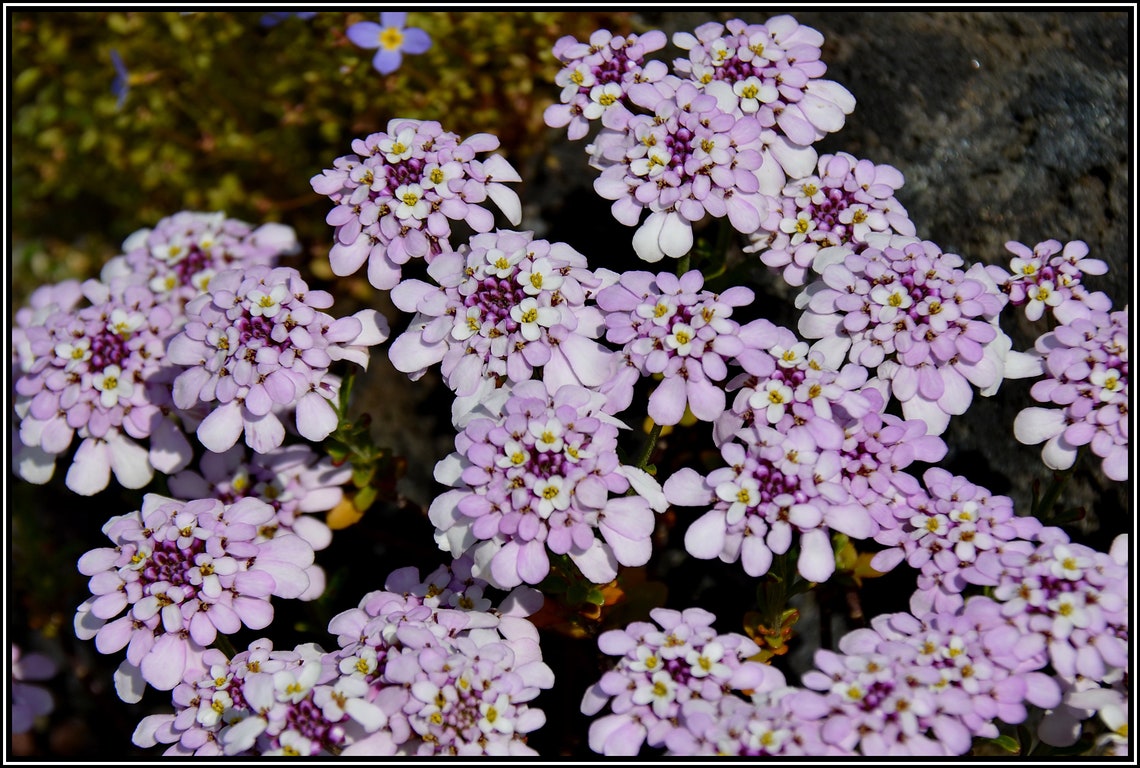 Iberis Candytuft Pink Ice 4 Inch Pot Perennial Drought - Etsy