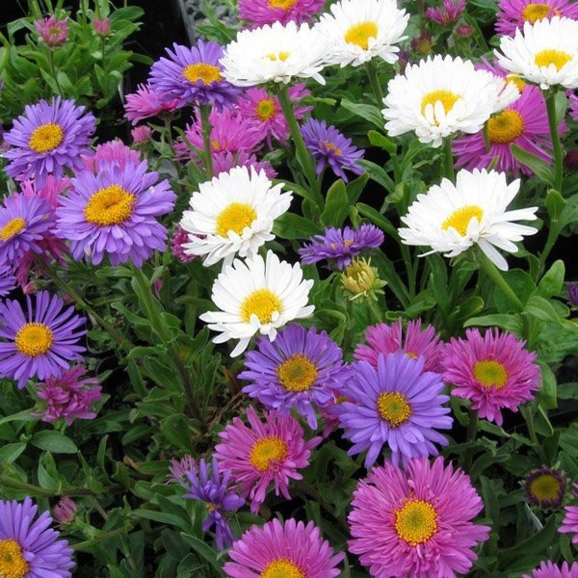 Aster Alpinus Beauty Mix Alpine AsterQuart Pot Perennial | Etsy