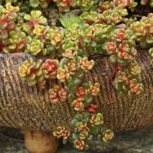 Cape Blanco Sedum Stonecrop mini Rosettes | Etsy