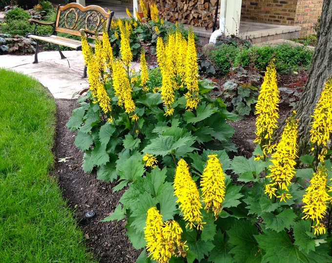 Ligularia 'little Rocket' Leopard Plant 1 Qallon | Etsy
