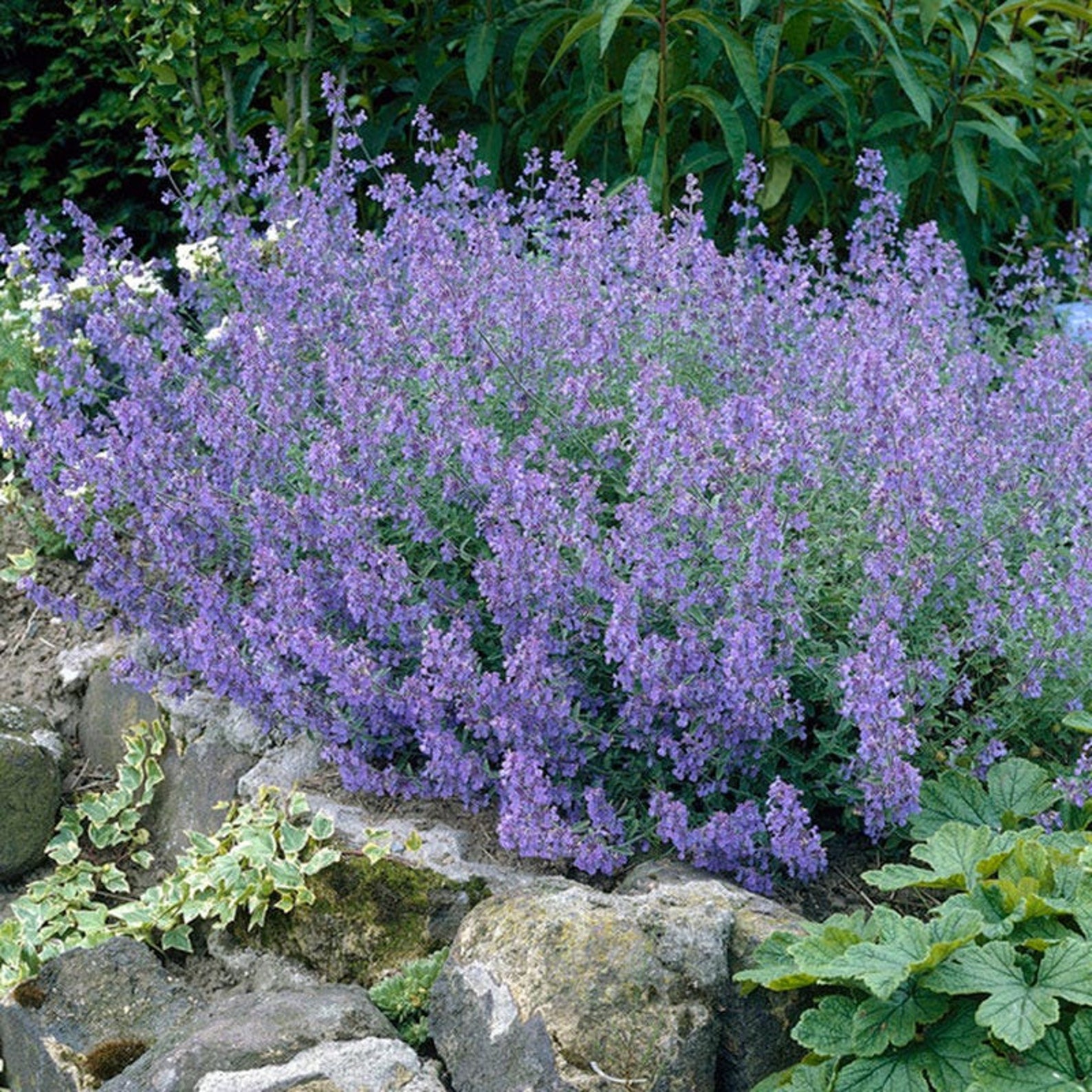 Catmint Kit Kat Nepeta Faassenii Perennial Quart size pot | Etsy
