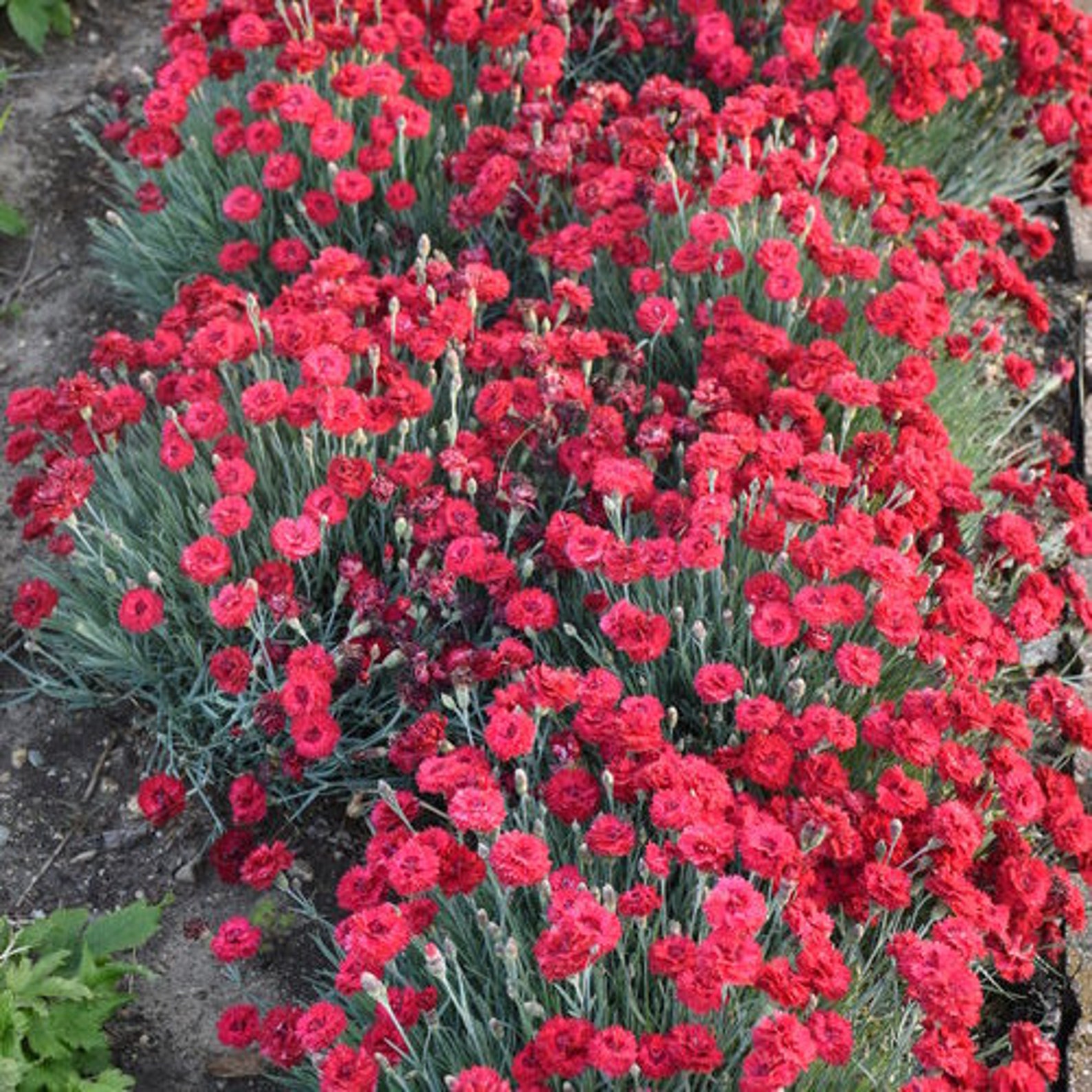 Proven Winners Dianthus / Fruit Punch Maraschino Dianthus / - Etsy