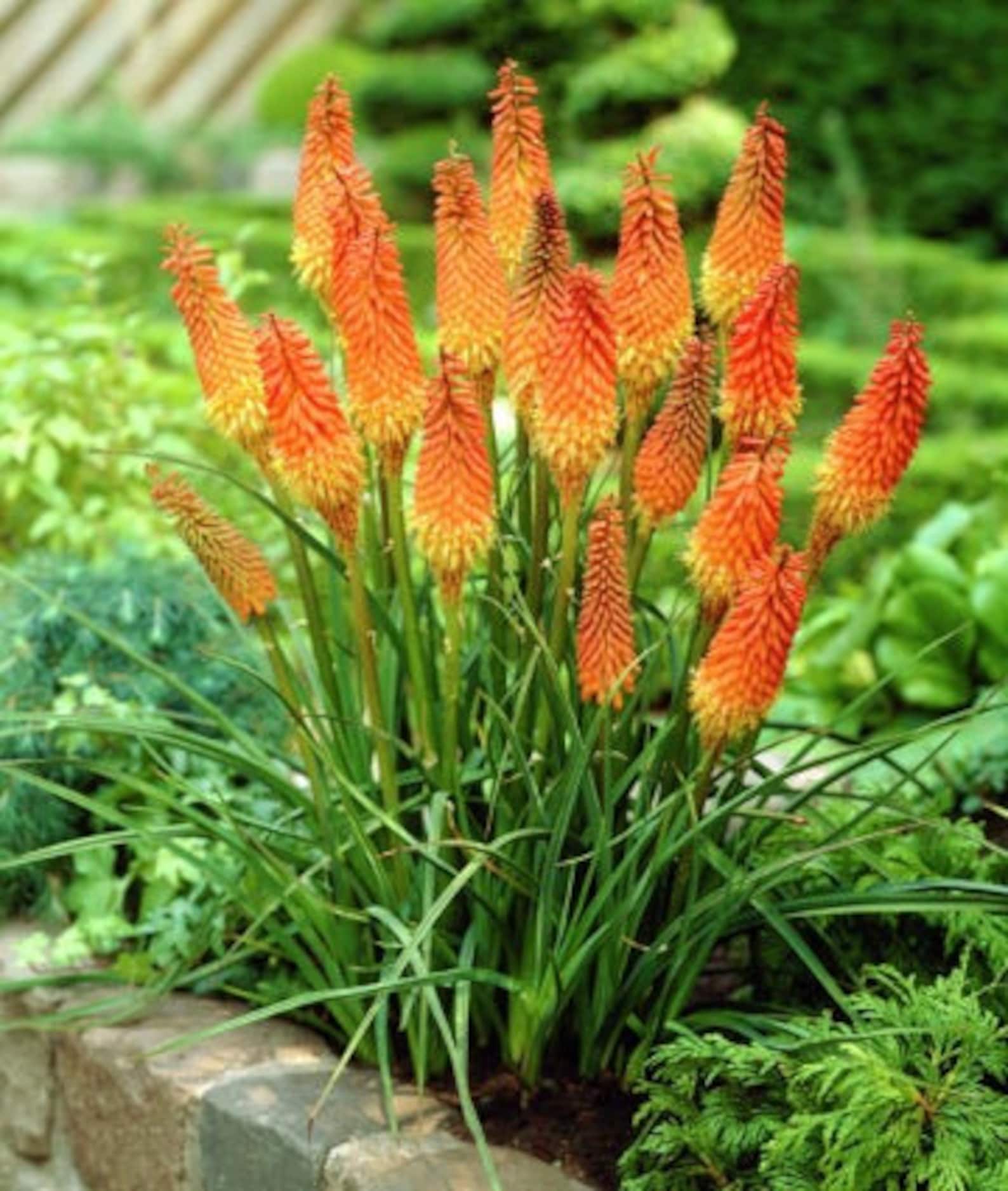 Red Hot Poker 'Flamenco' / Kniphofia uvaria / Full sun | Etsy