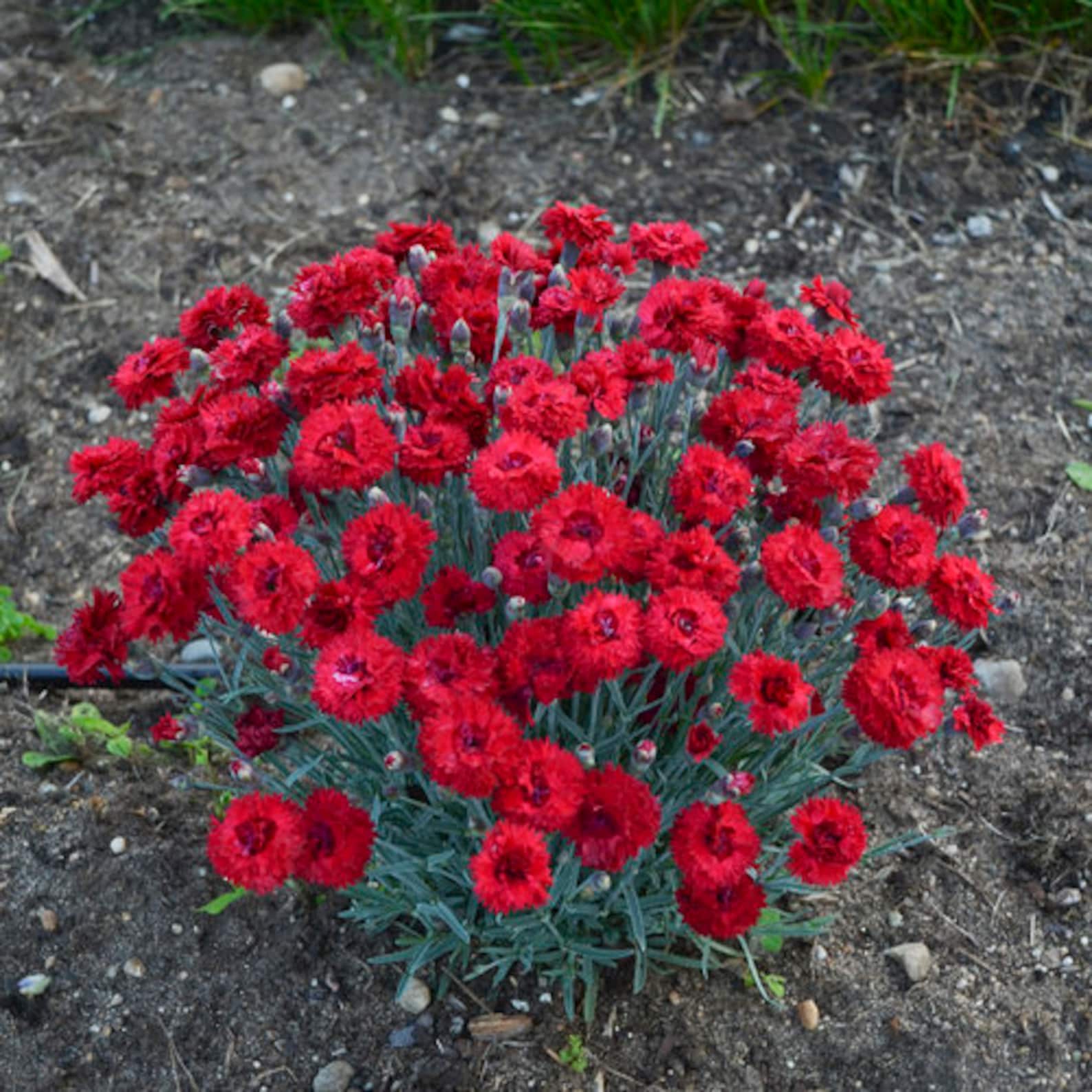 Proven Winners Dianthus / Fruit Punch Maraschino Dianthus / - Etsy