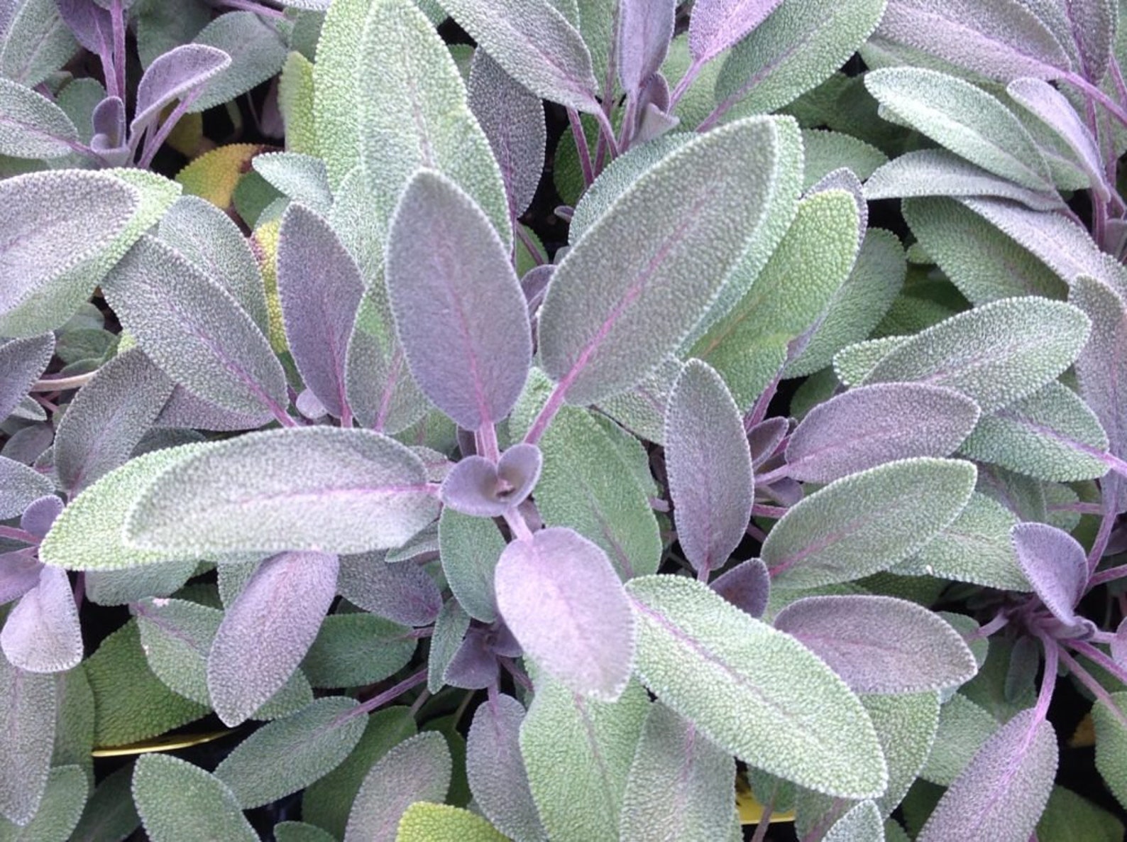 Purple Sage Herb Plant / Perennial / Plant for Sun / 3.5 - Etsy